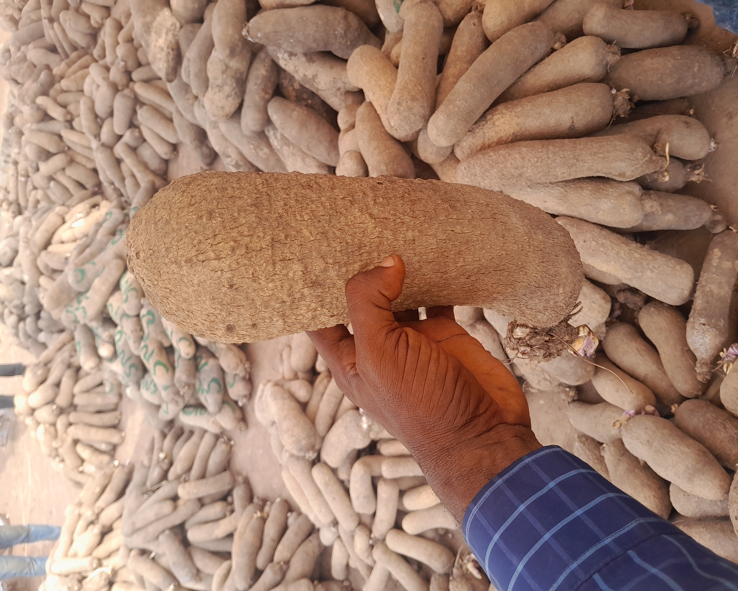 Benue yam, renowned for its sweetness, strength, and various sizes, is a prized commodity in ...